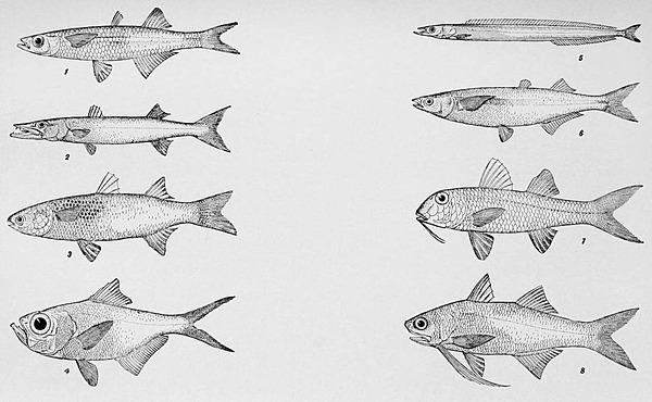 Threadfin | Natural Atlas