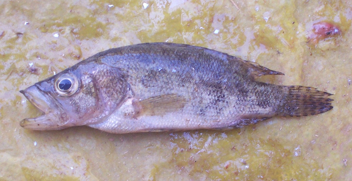 Asian Leaffish | Natural Atlas