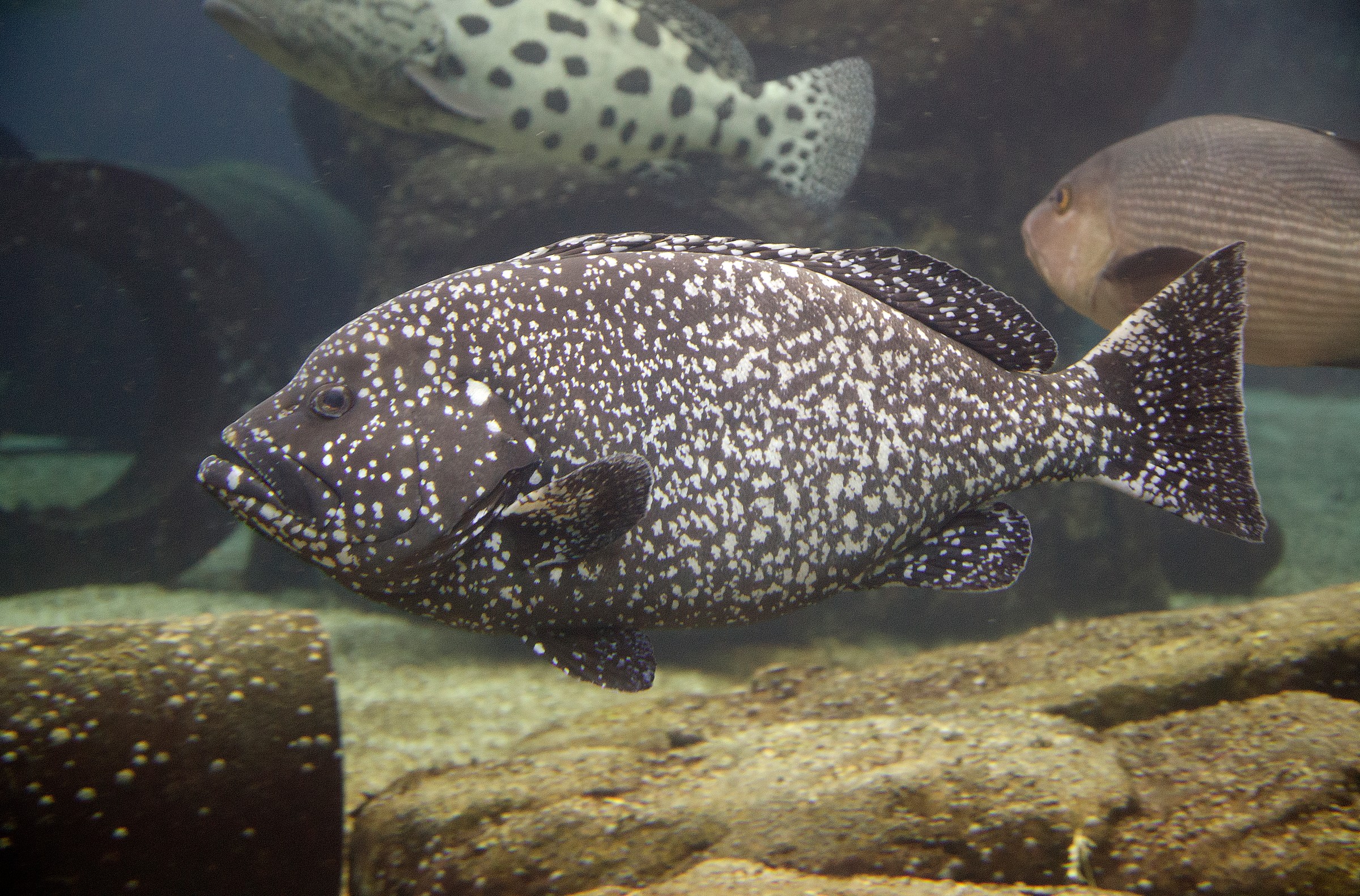 White-blotched Grouper | Natural Atlas