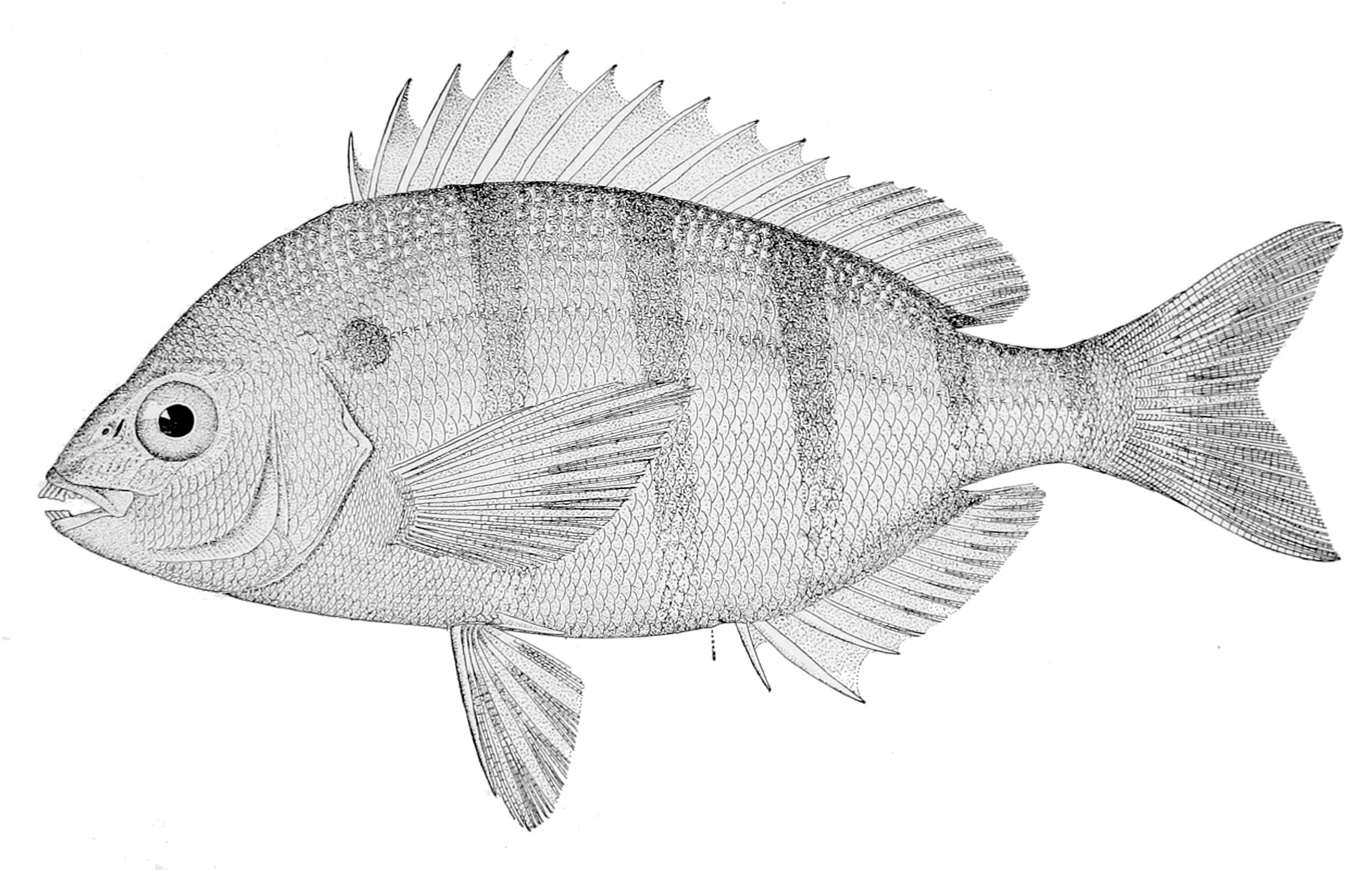 Pinfish | Natural Atlas