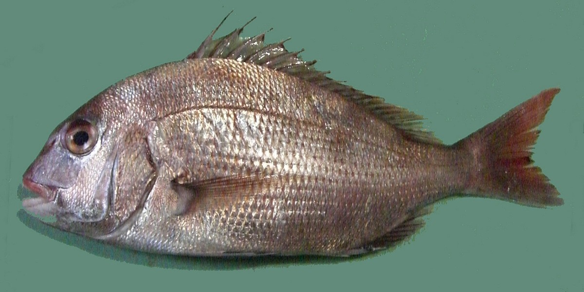 Red Seabream | Natural Atlas