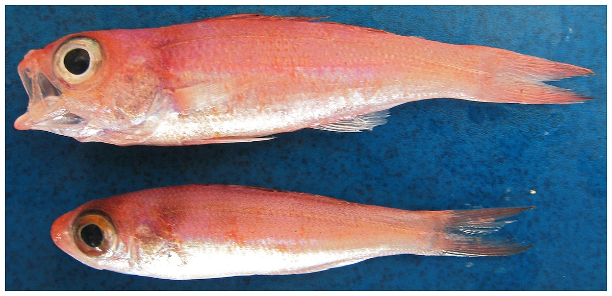 Slopefish | Natural Atlas