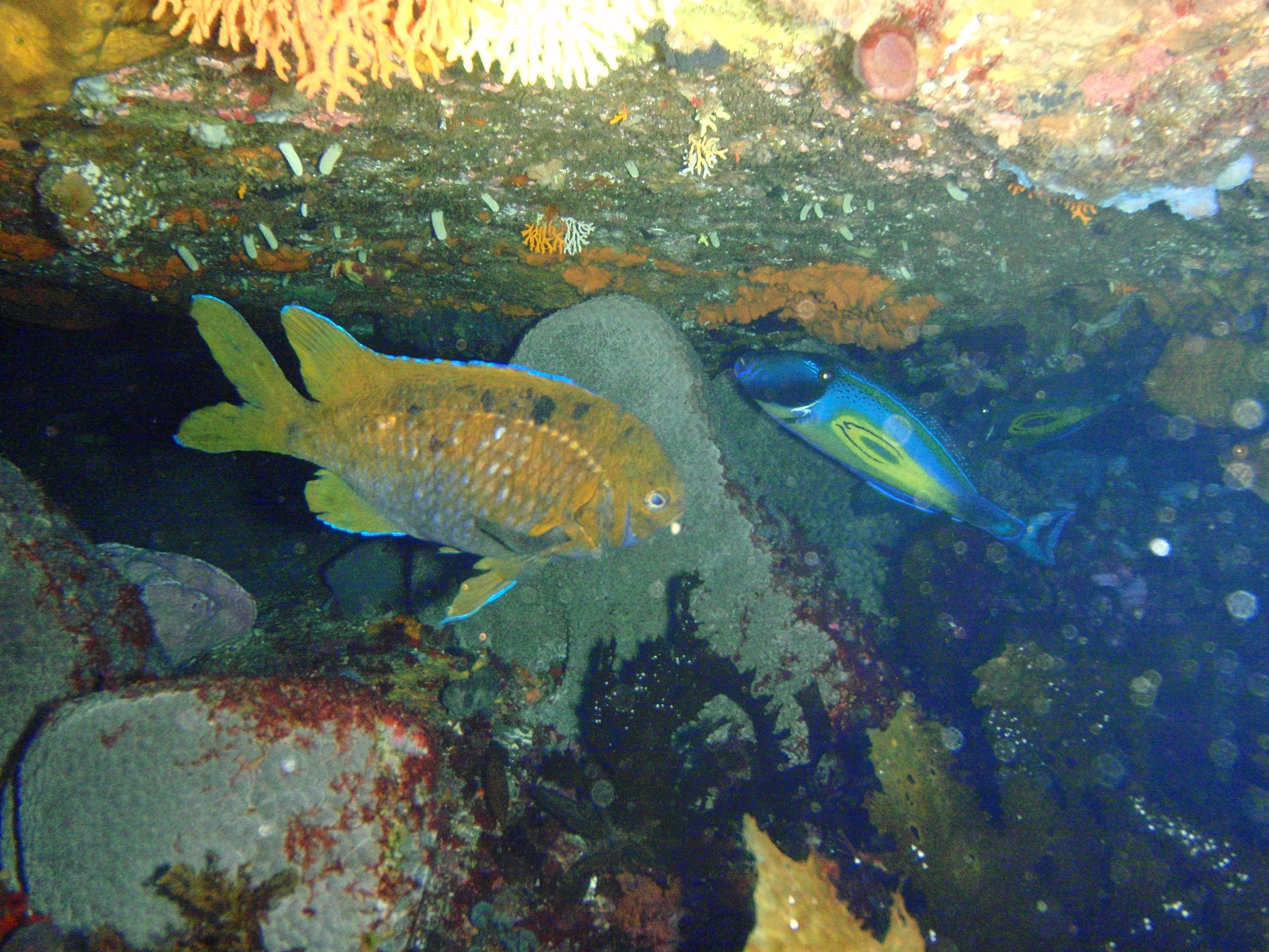 Scalyfin | Natural Atlas