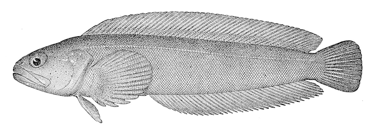 Ronquil | Natural Atlas