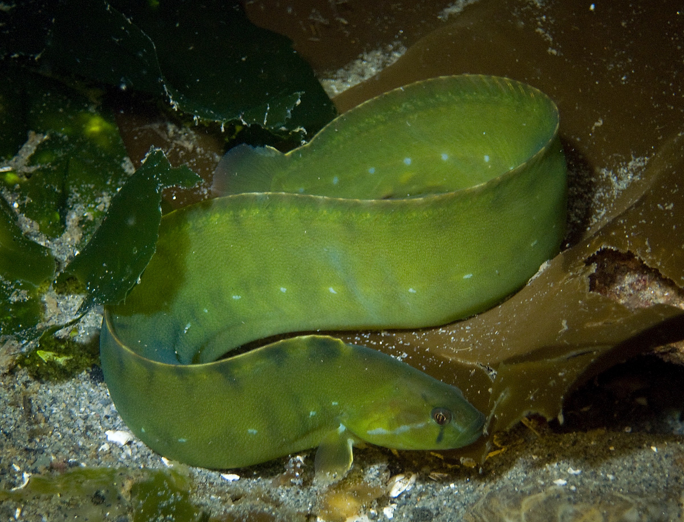 Penpoint Gunnel | Natural Atlas