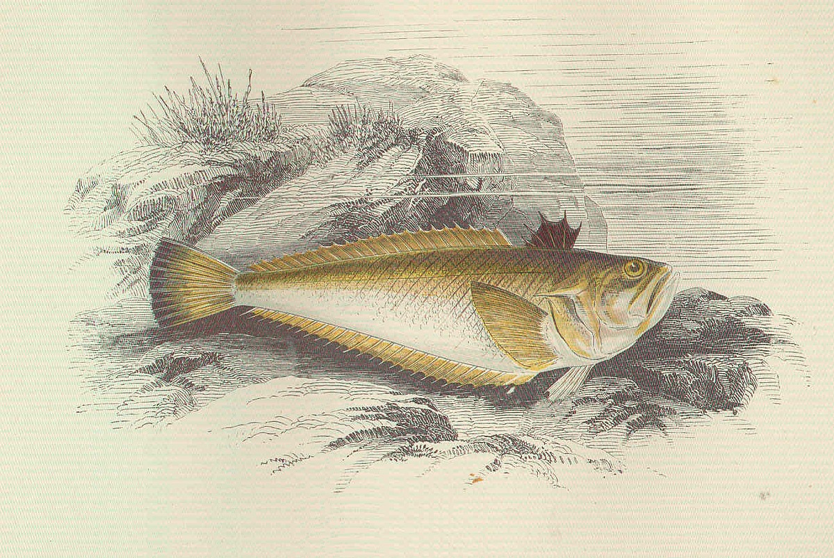 Weever | Natural Atlas