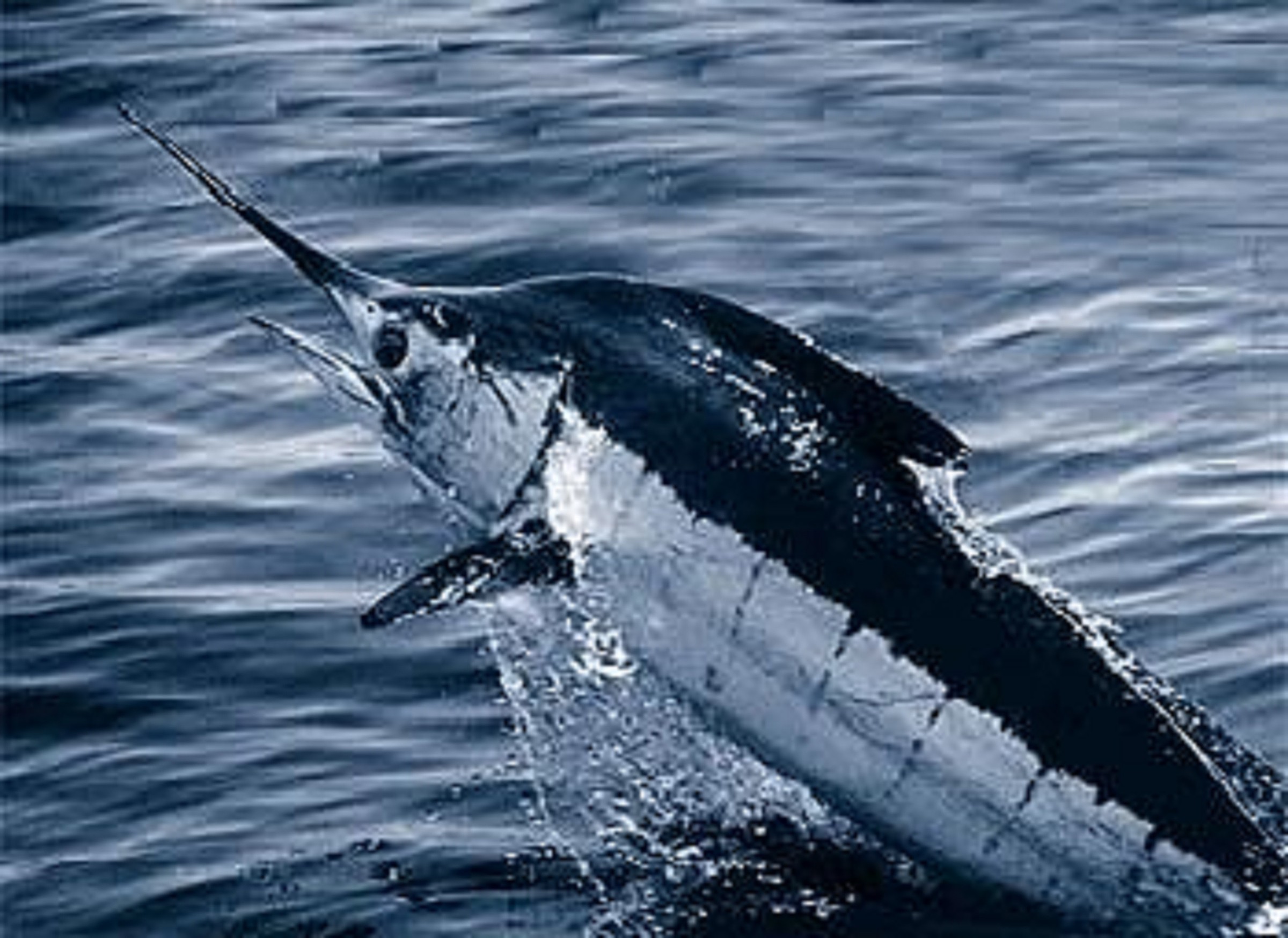 Atlantic Blue Marlin | Natural Atlas