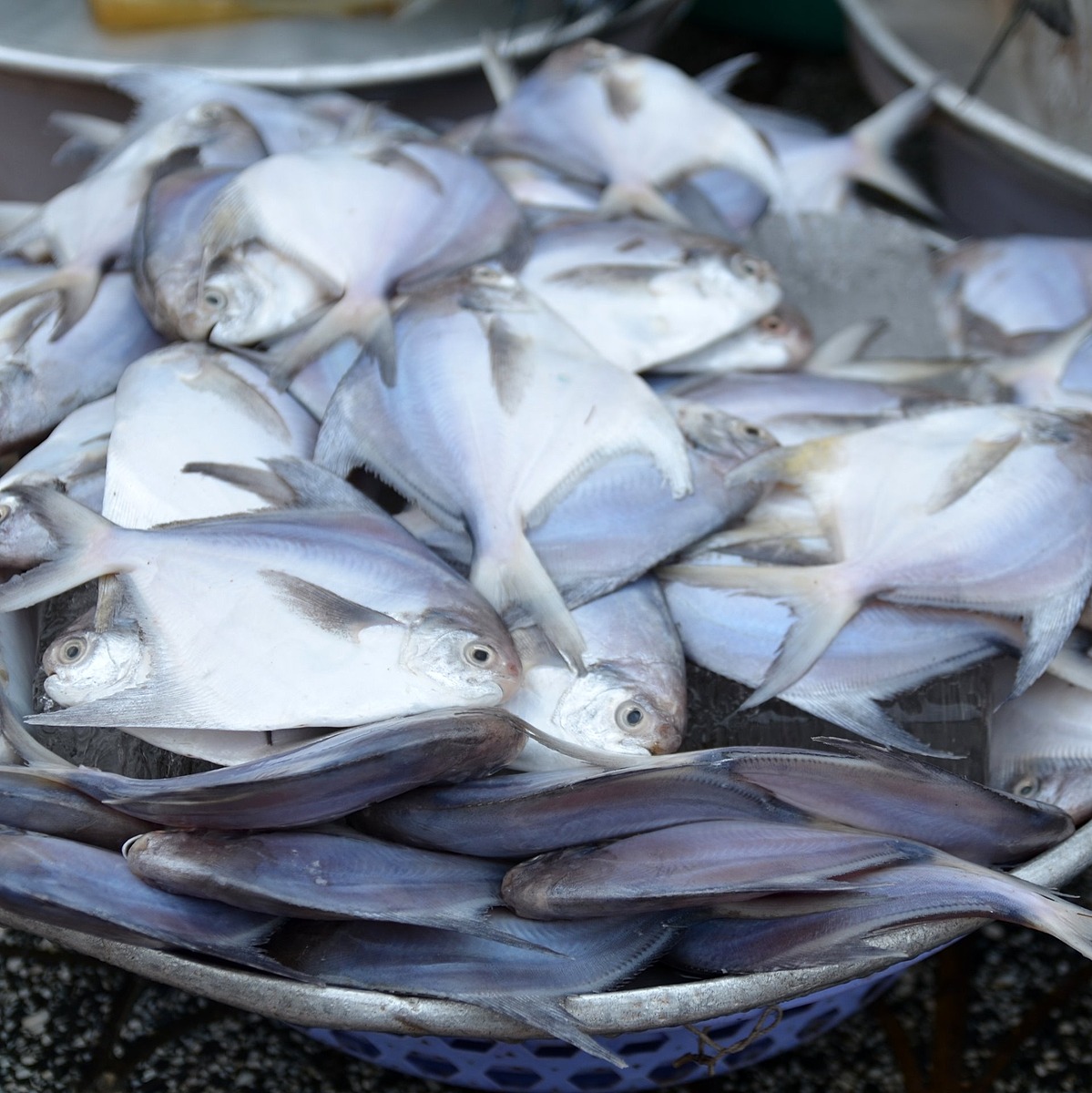 Silver or White Pomfret | Natural Atlas