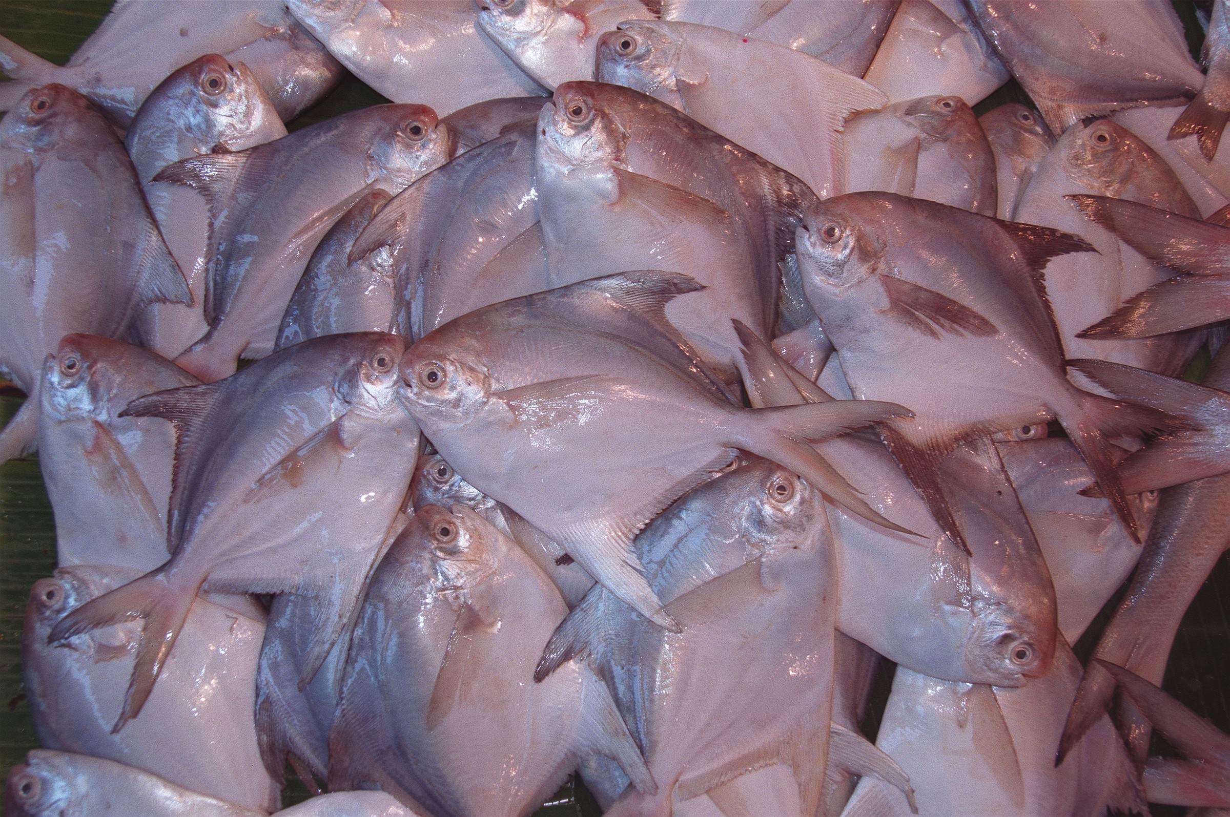 Silver or White Pomfret | Natural Atlas