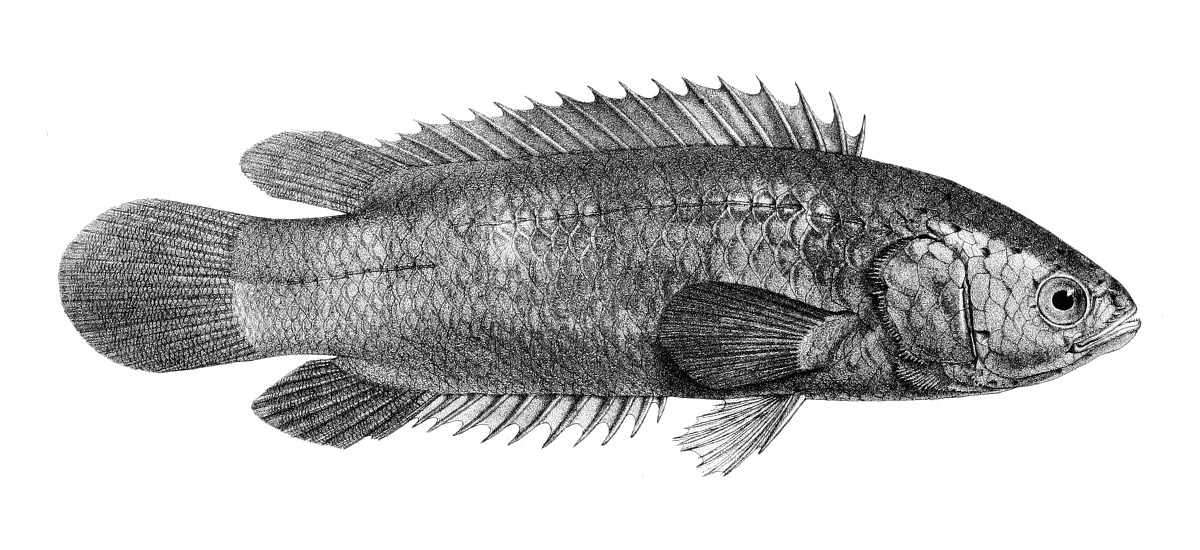 Climbing Gourami | Natural Atlas