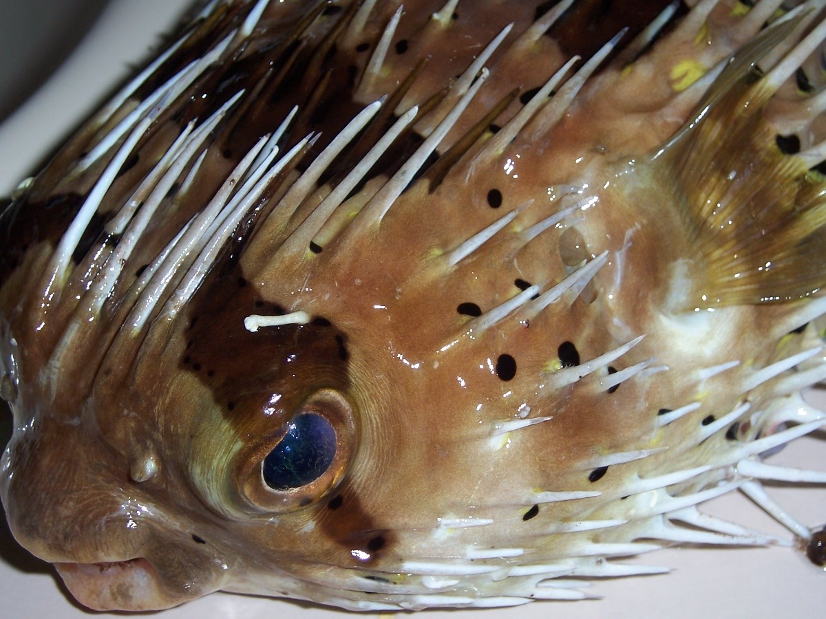 Porcupinefish | Natural Atlas