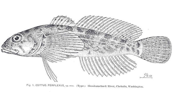 Reticulate Sculpin | Natural Atlas