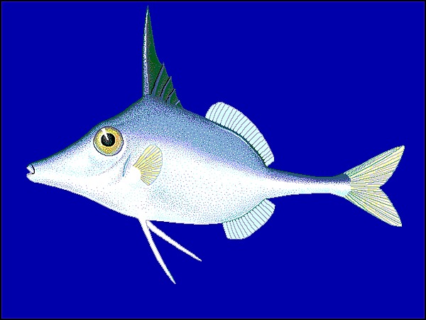 Triplespine | Natural Atlas