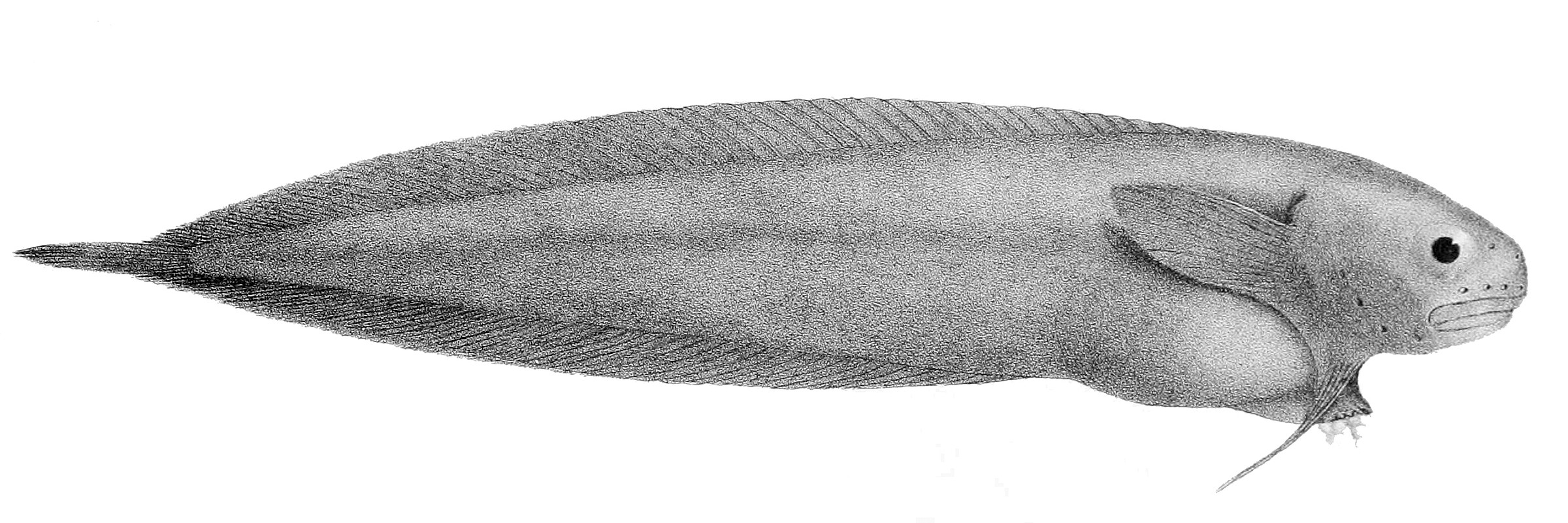 Snailfish | Natural Atlas