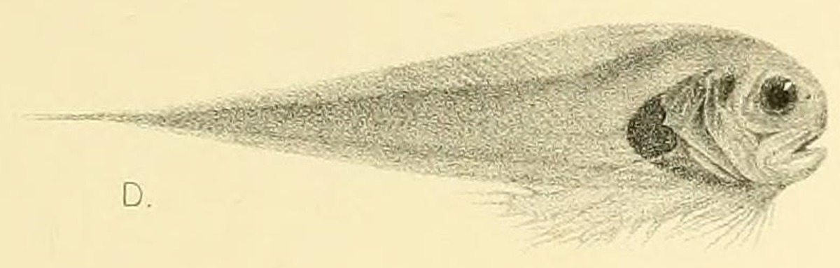Snailfish | Natural Atlas