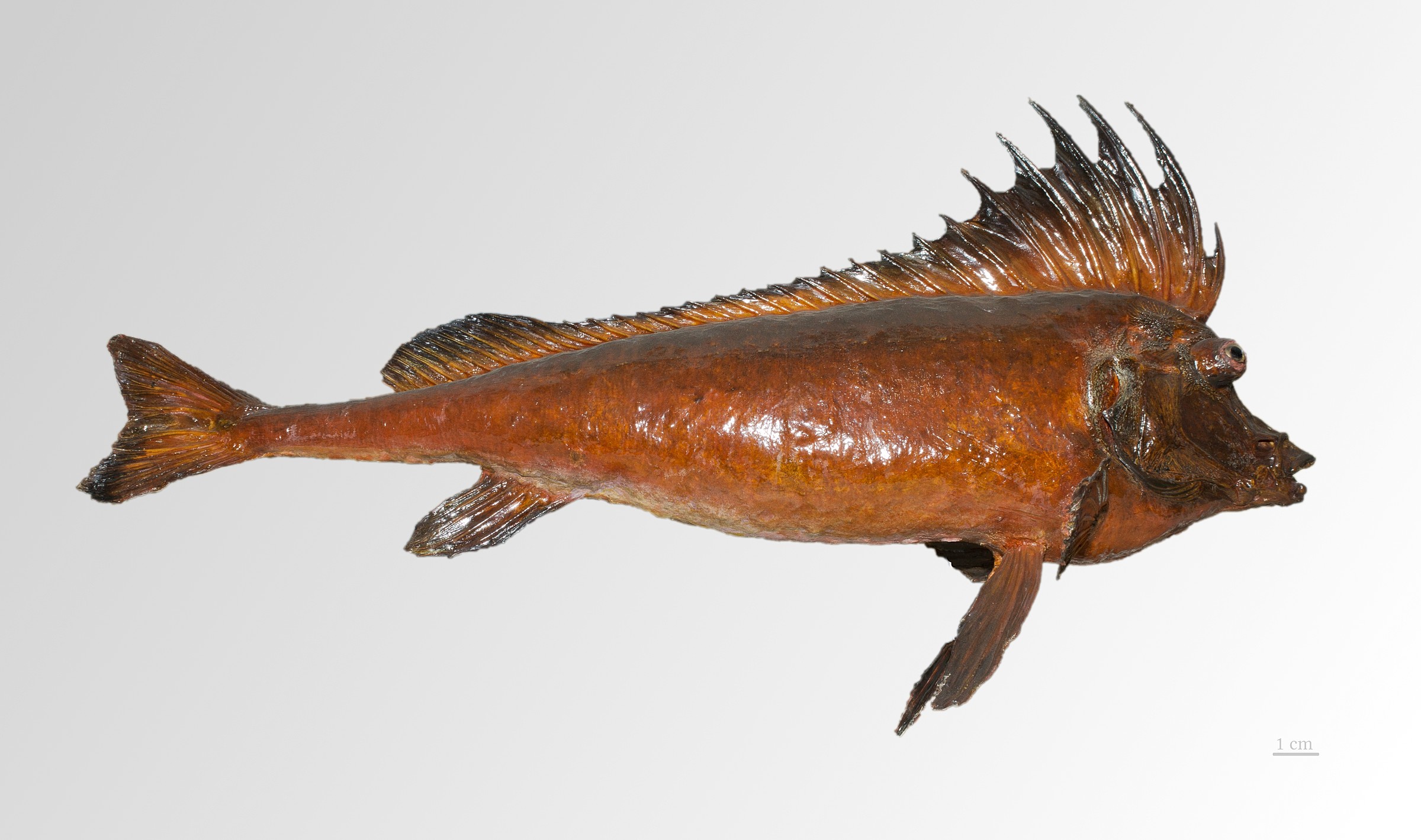 Pigfish | Natural Atlas