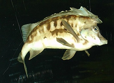 Pigfish | Natural Atlas