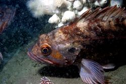 Brown Rockfish | Natural Atlas