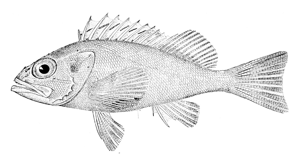 Blackbelly Rosefish | Natural Atlas