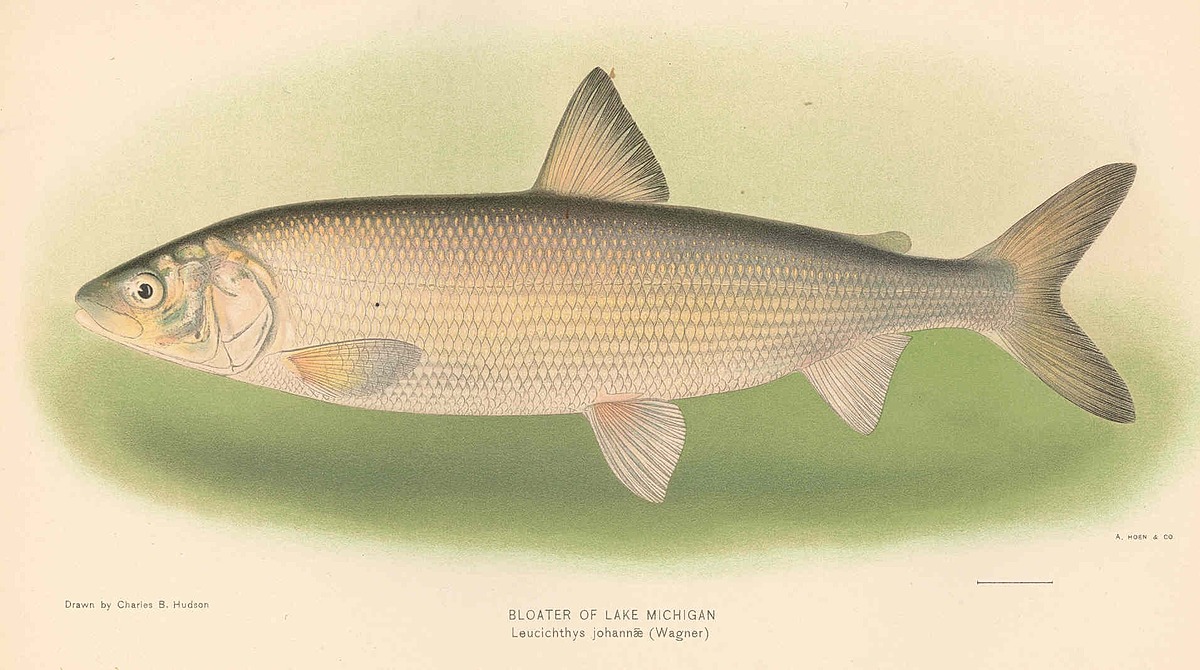 Deepwater Cisco | Natural Atlas