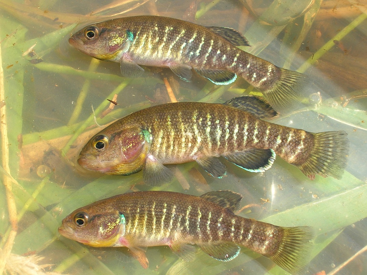 Olympic Mudminnow | Natural Atlas