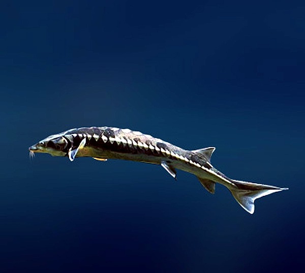 Bastard Sturgeon | Natural Atlas
