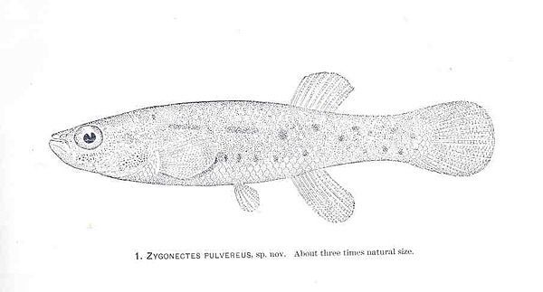 Fundulus pulvereus | Natural Atlas