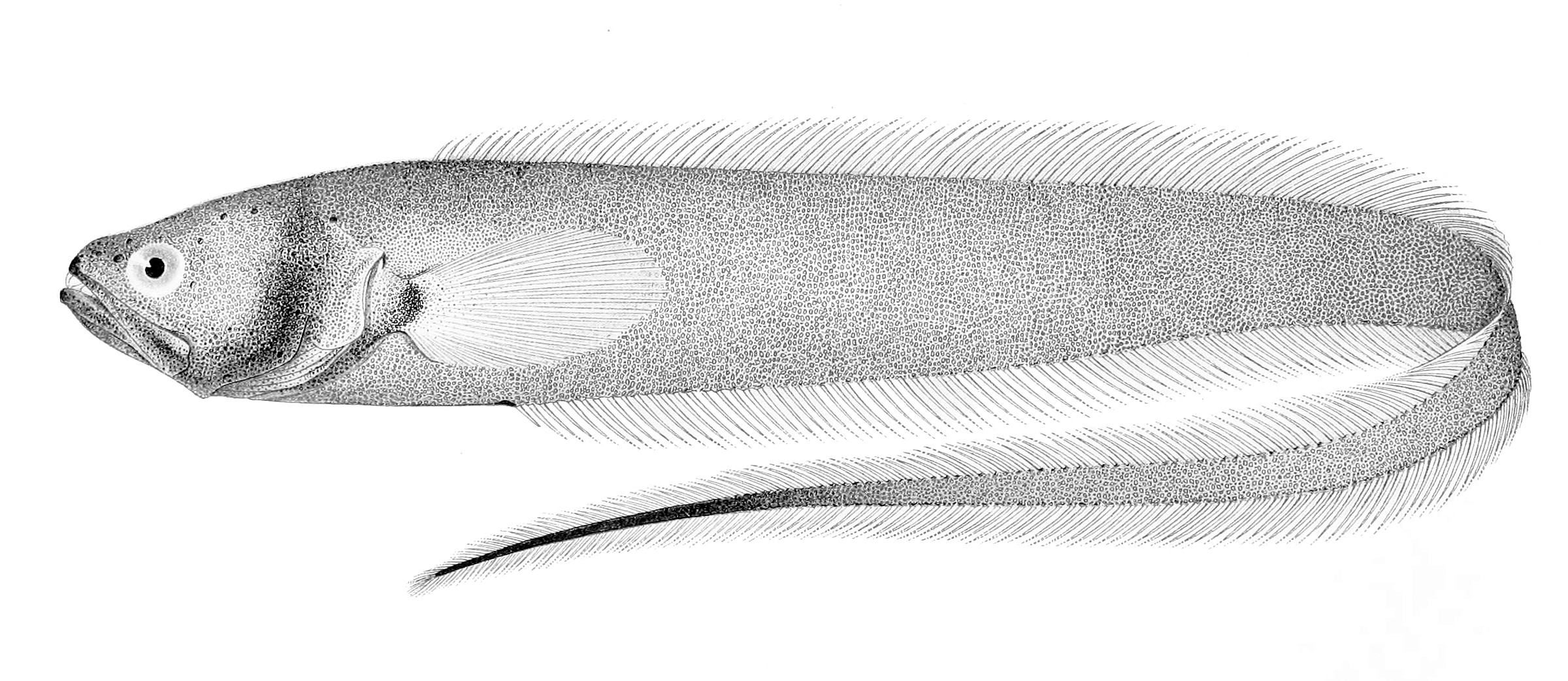 Pearlfish | Natural Atlas