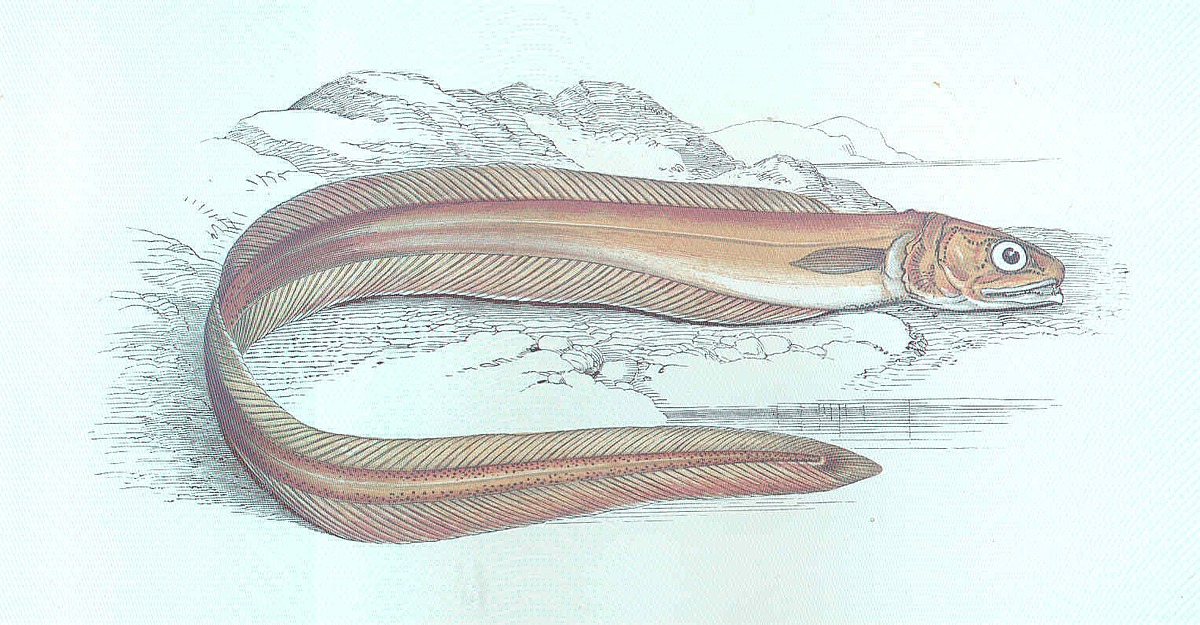 Pearlfish | Natural Atlas