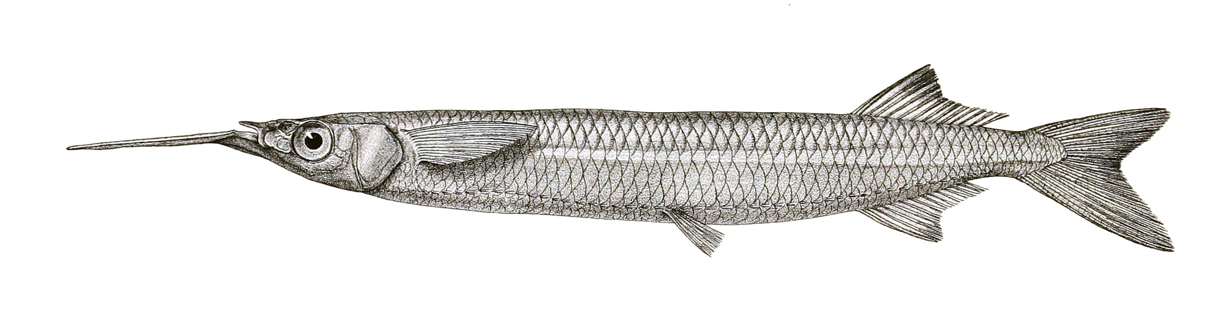 Halfbeak | Natural Atlas