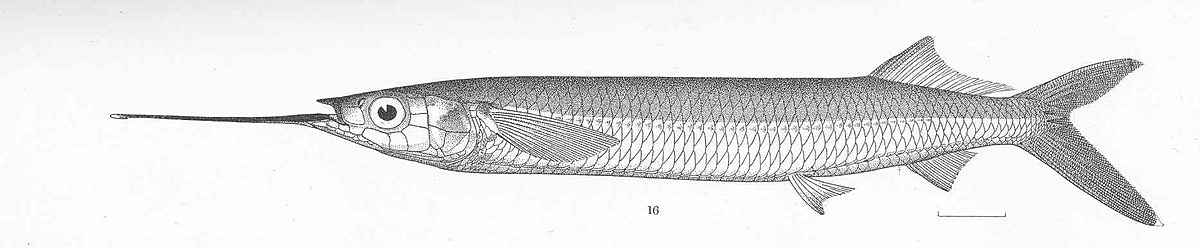 Halfbeak | Natural Atlas