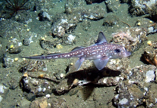 Spotted Ratfish | Natural Atlas