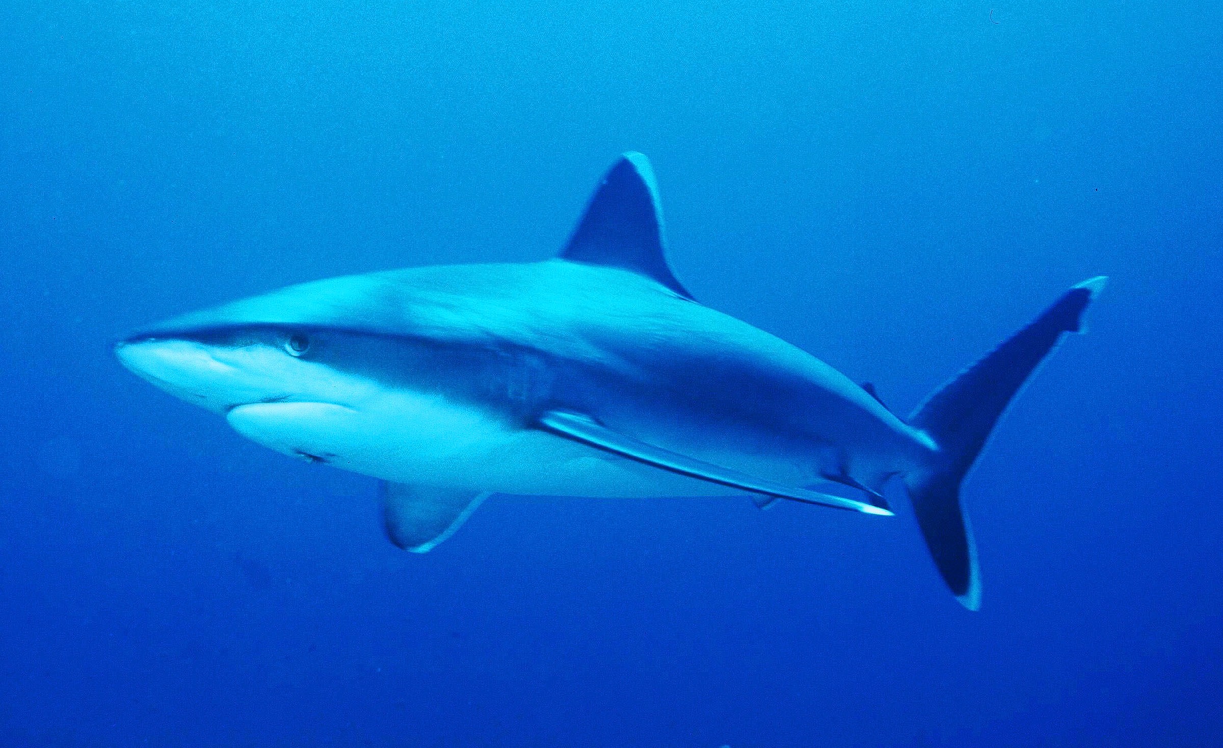 Silvertip Shark | Natural Atlas