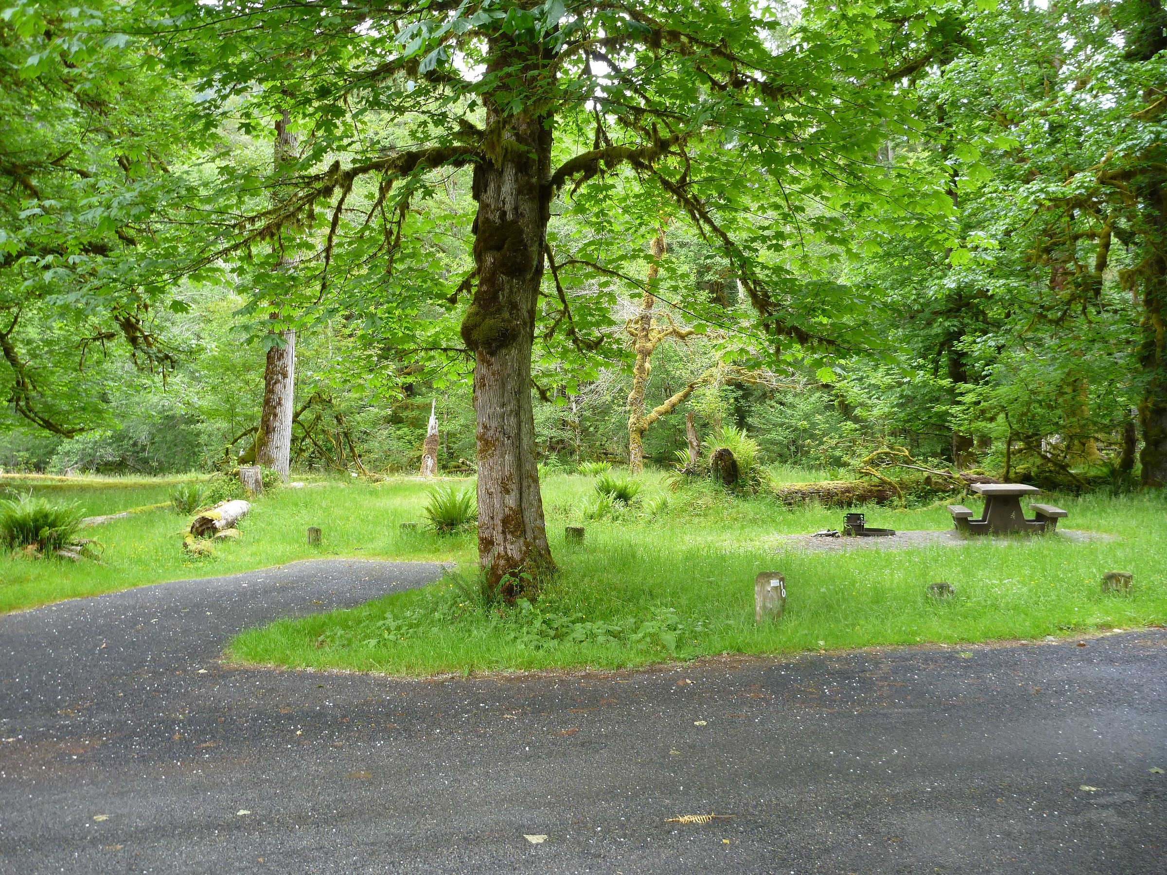 Hoh Campground | Natural Atlas