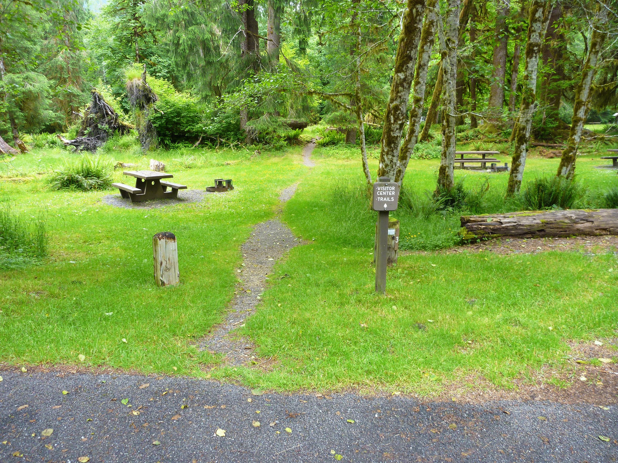 Hoh Campground | Natural Atlas