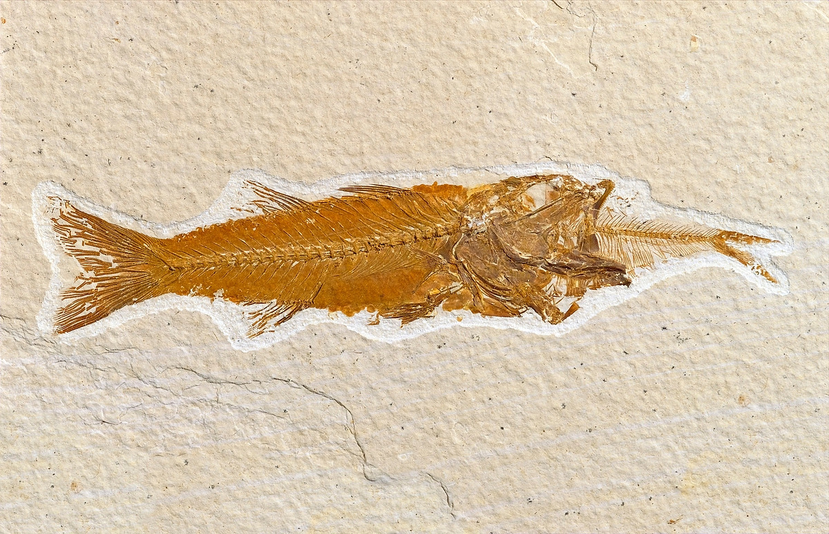 Fossil Butte | Natural Atlas