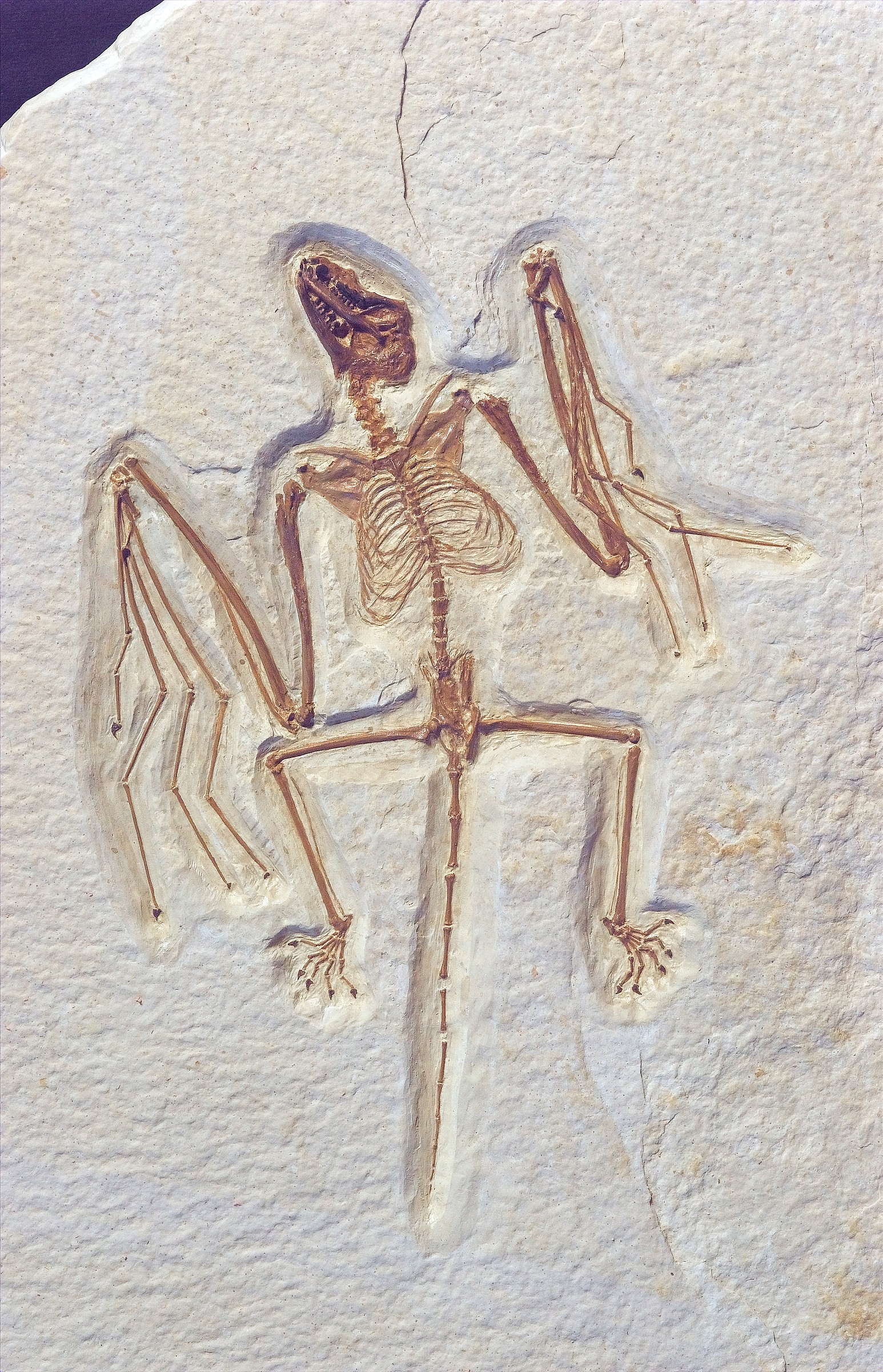 Fossil Butte | Natural Atlas