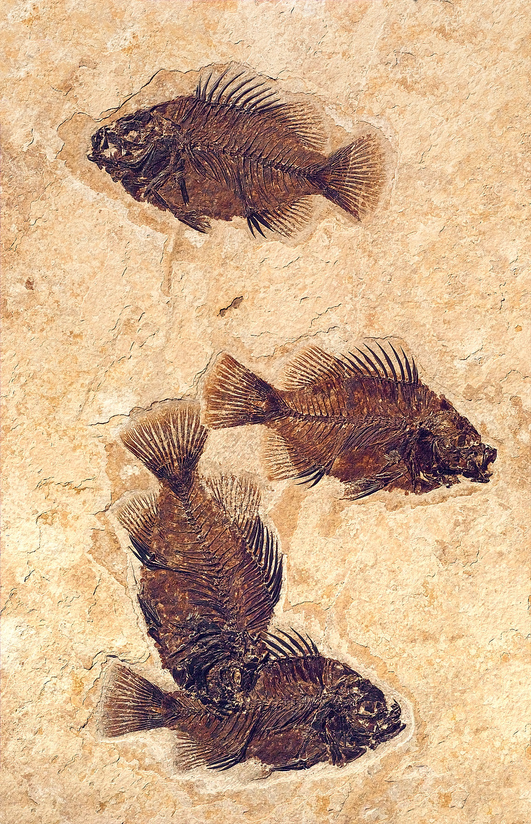 Fossil Butte | Natural Atlas