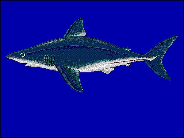 Porbeagle | Natural Atlas