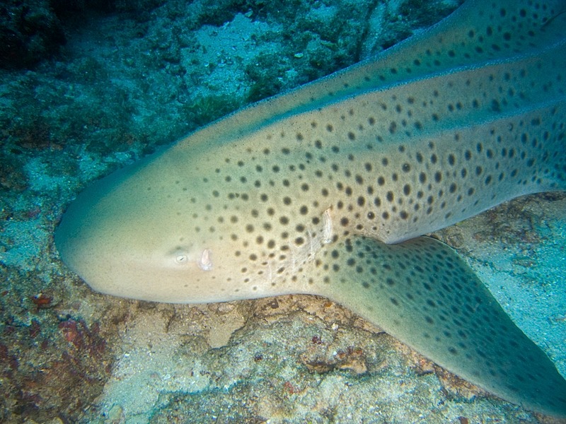 Zebra Shark | Natural Atlas