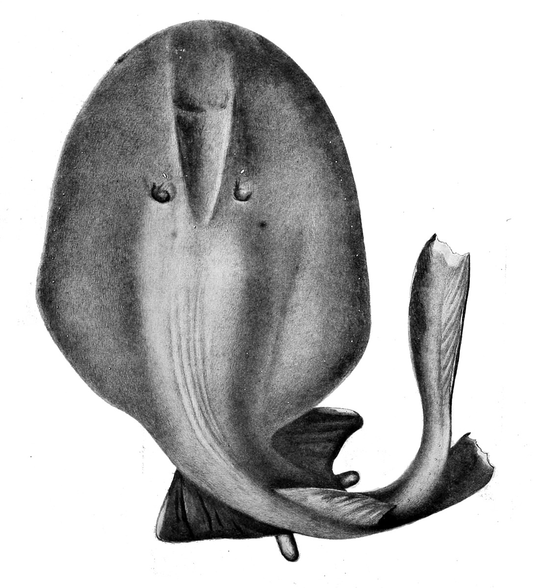 Numbfish | Natural Atlas