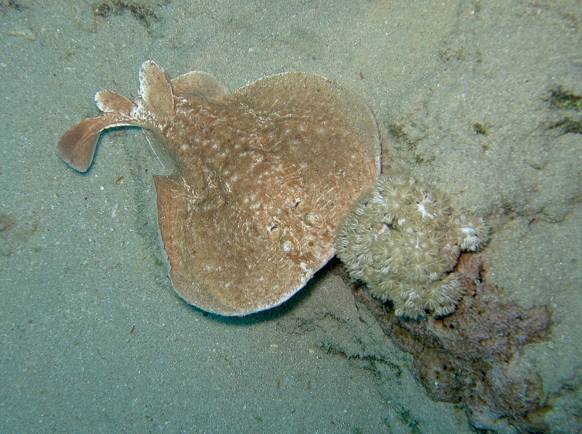 Torpedo Electric Rays | Natural Atlas