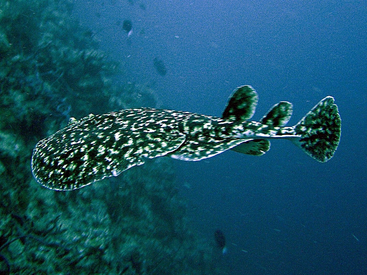 Torpedo Electric Rays | Natural Atlas