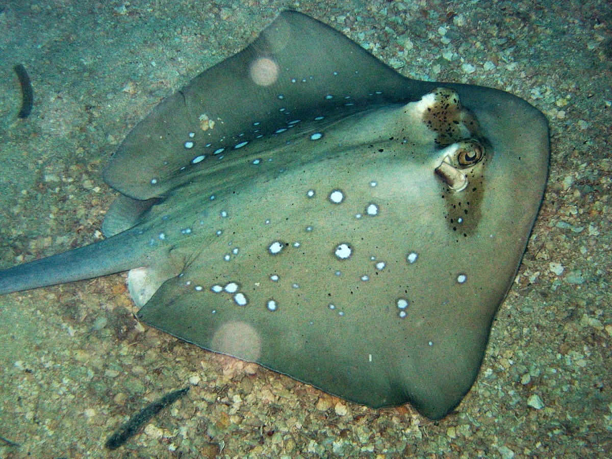 Stingrays | Natural Atlas