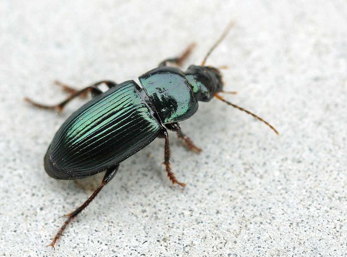 Harpalus affinis | Natural Atlas