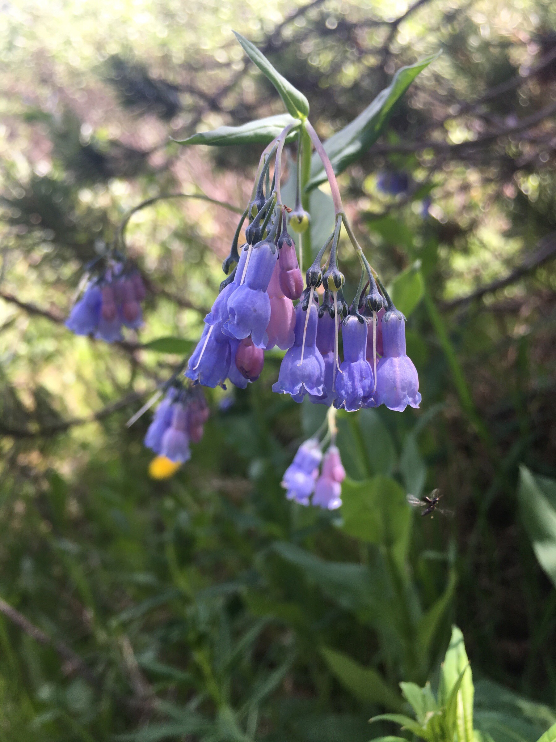 Mertensia ciliata | Natural Atlas
