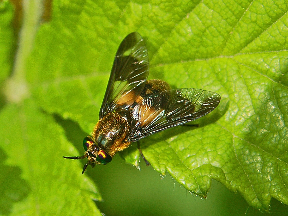 Chrysops caecutiens | Natural Atlas