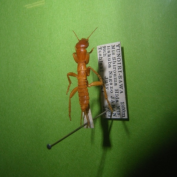 Rock Crawlers | Natural Atlas