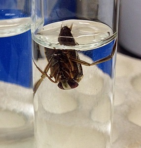 Notonecta irrorata | Natural Atlas