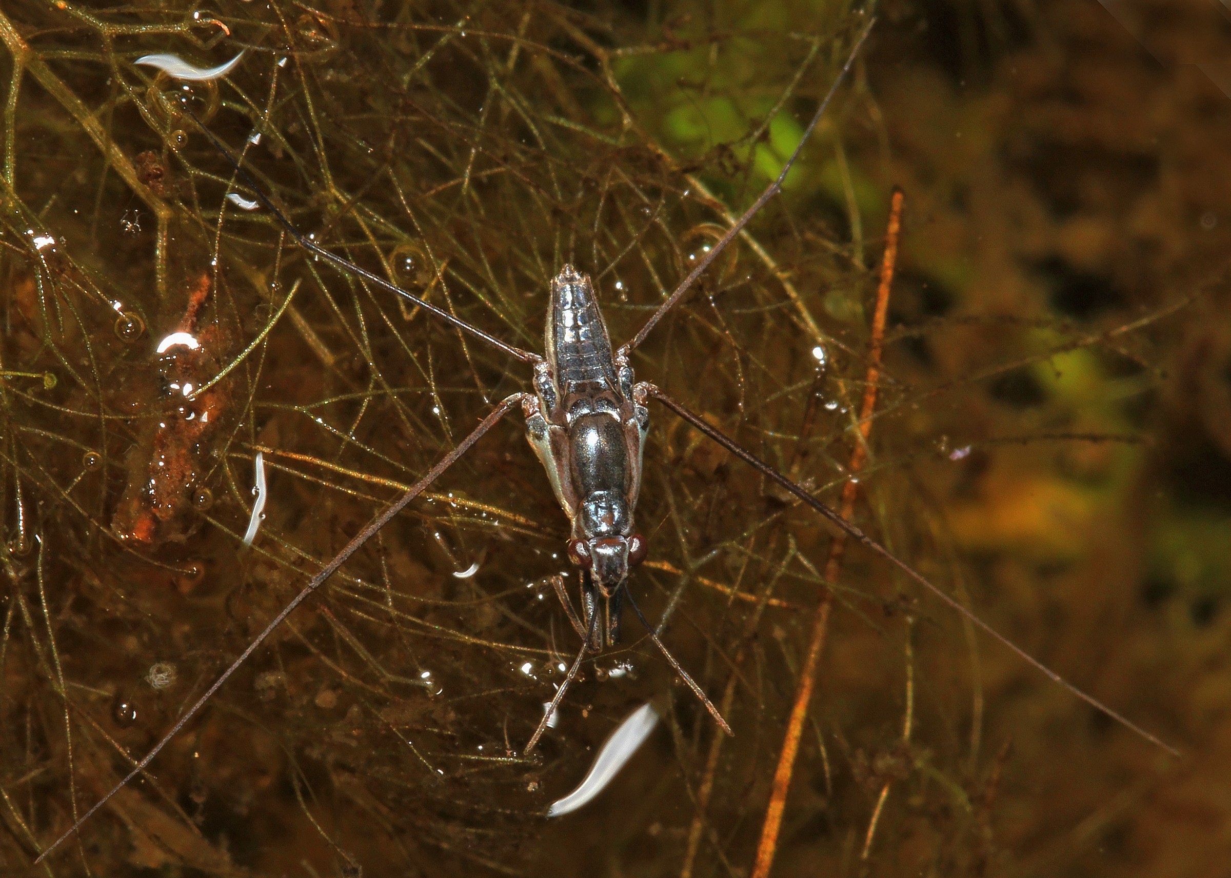 Gerridae | Natural Atlas